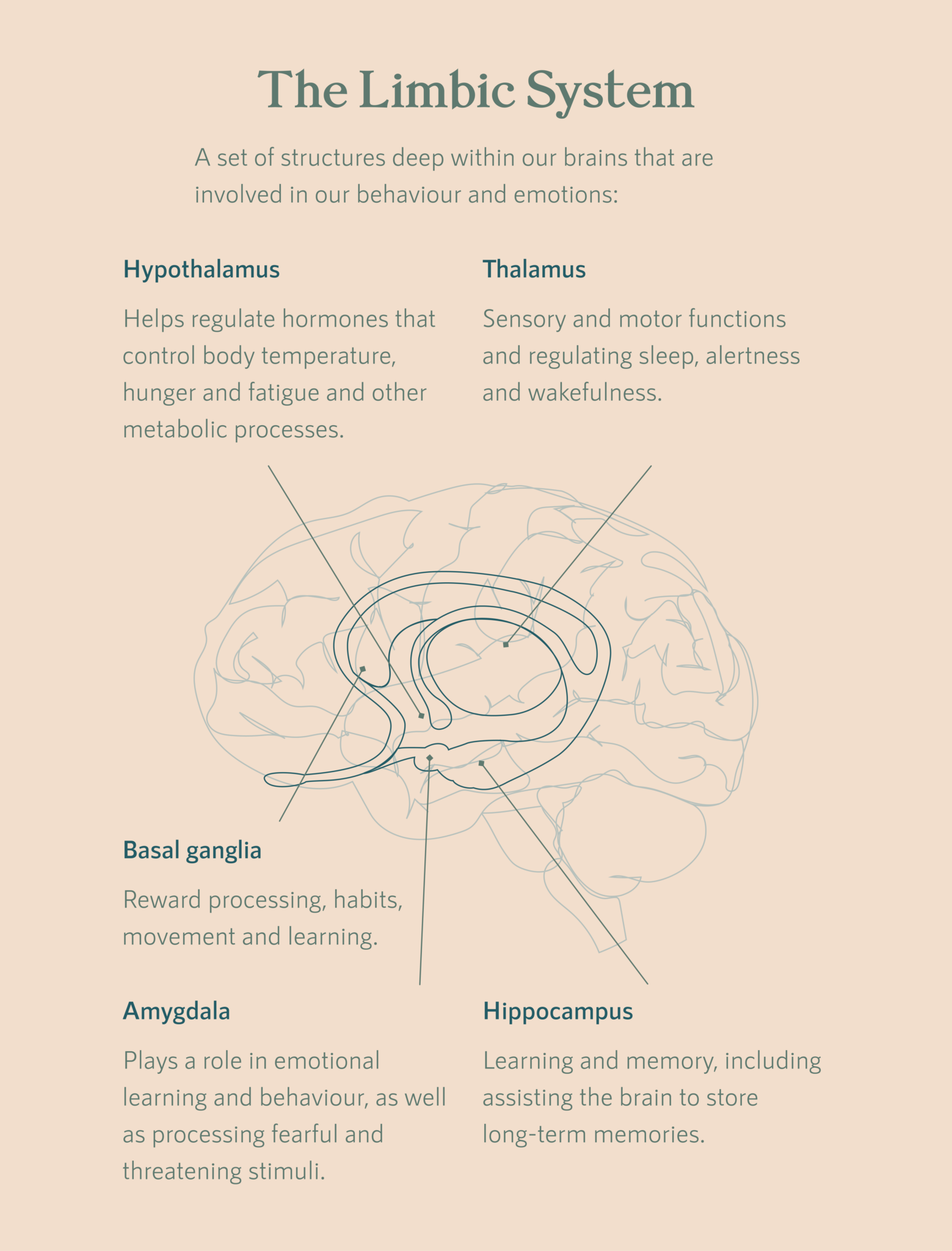 The Role of the Brain and Body in Mental Health